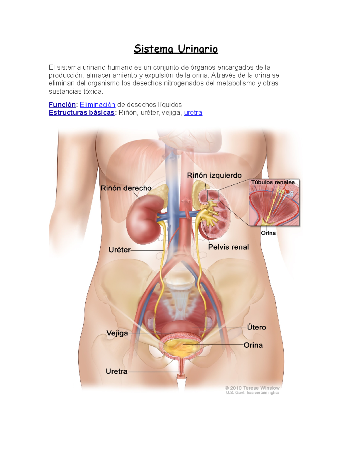 Sistema Urinario x entregar - Sistema Urinario El sistema urinario humano es un conjunto de ...