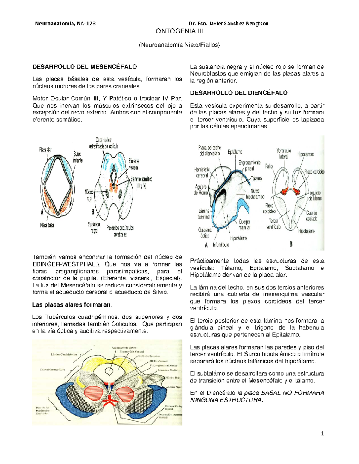 Ontogenia III - Desarrollo del sistema nervioso - ONTOGENIA III ...