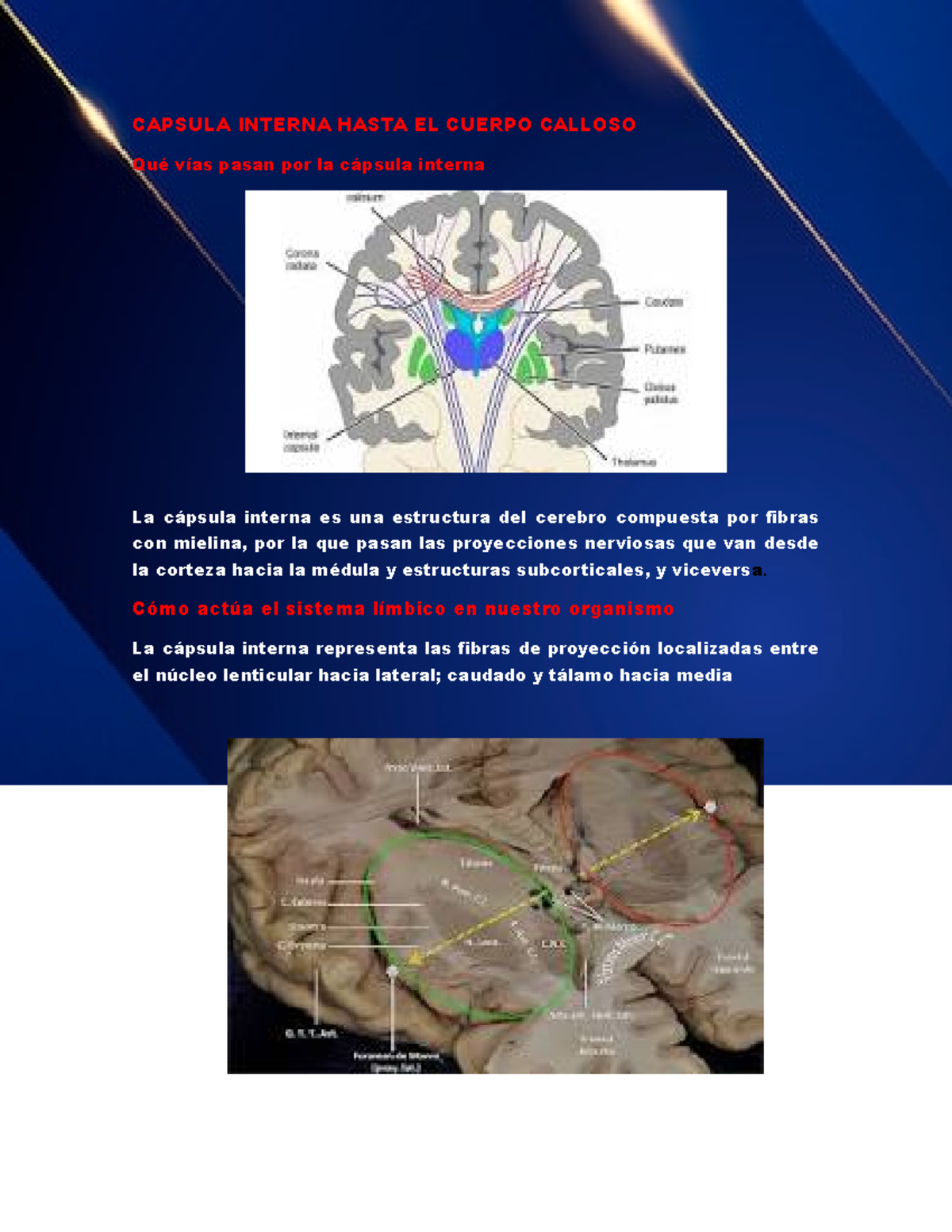 Capsula Interna Hasta EL Cuerpo Calloso - CAPSULA INTERNA HASTA EL ...
