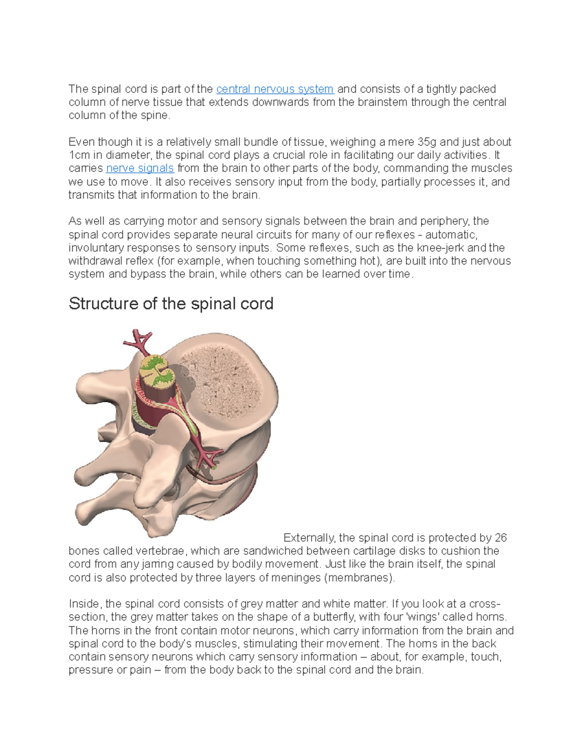 Spinal cord - notes - The spinal cord is part of the central nervous ...