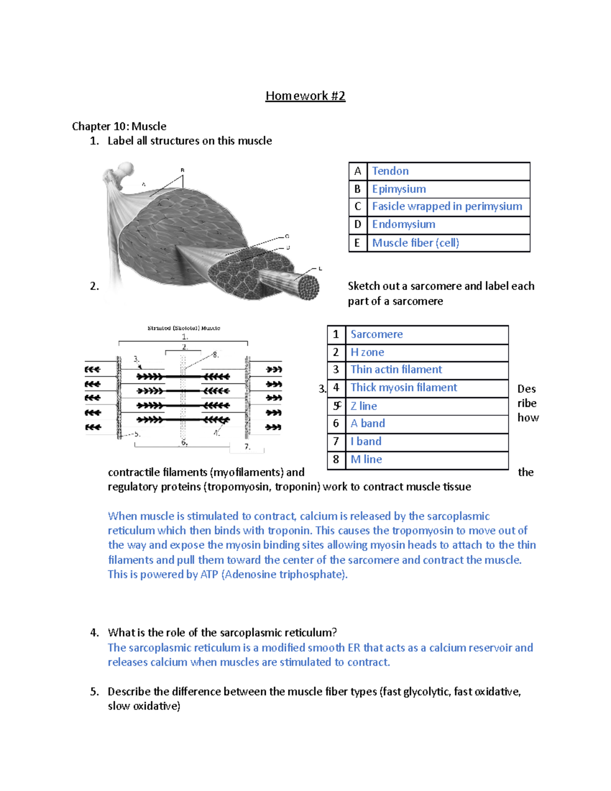 Chapter 1-0 Muscles handout docx - Homework Chapter 10: Muscle 1. Label ...