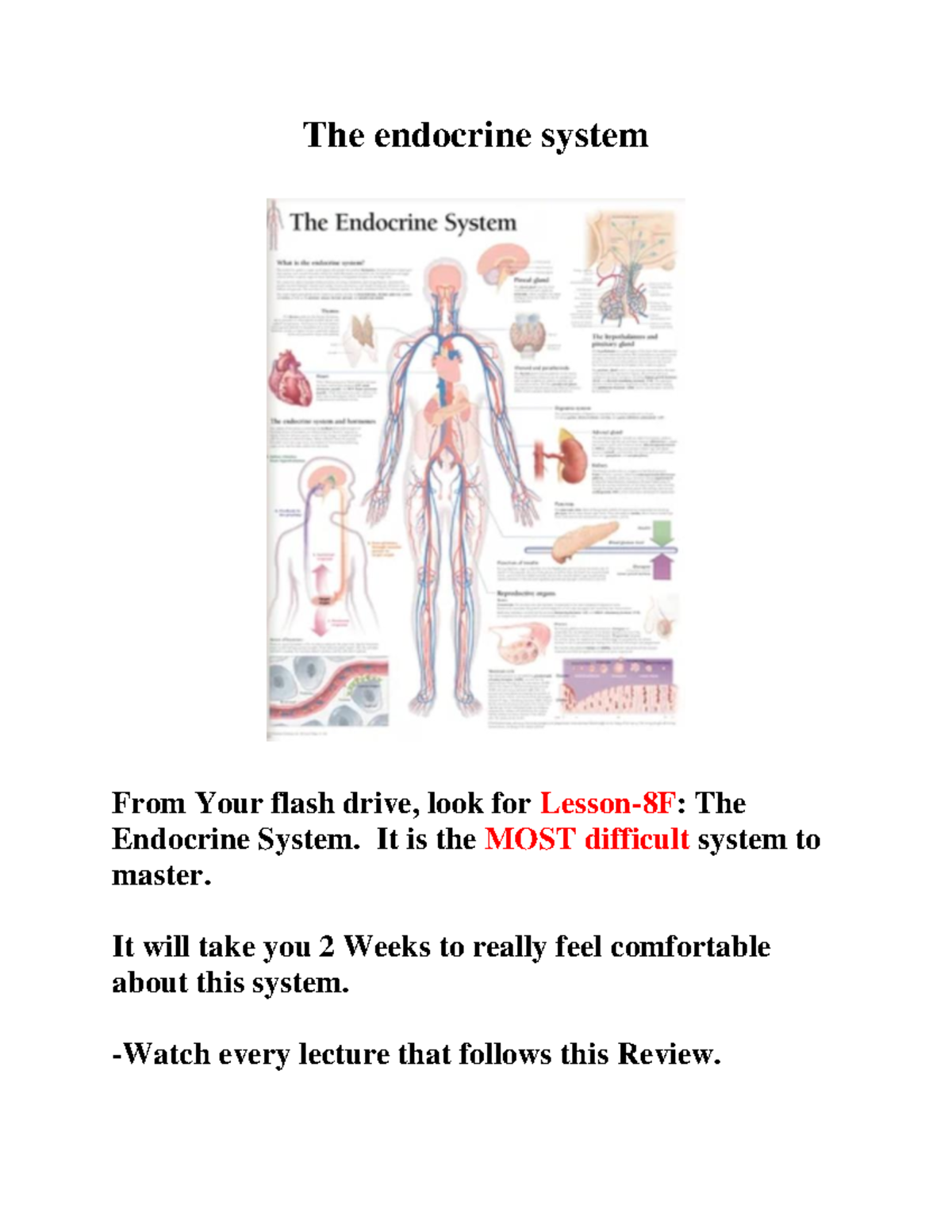 The endocrine system and Review - The endocrine system From Your flash ...