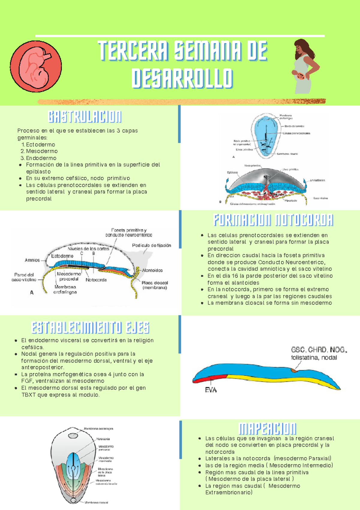 MAPA Mental Tercera Semana - Proceso en el que se establecen las 3 ...