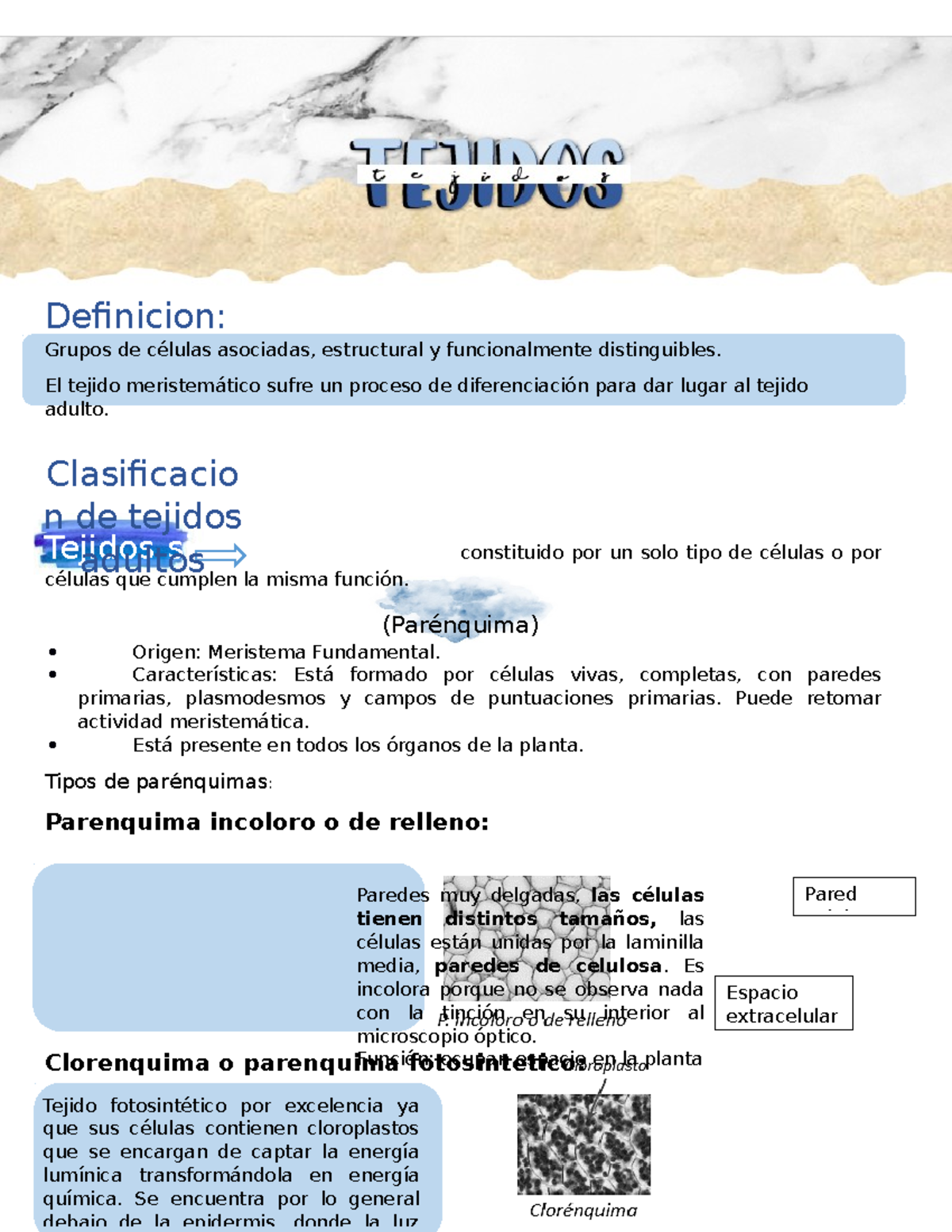 Tejidos simples y complejos - Grupos de células asociadas, estructural ...