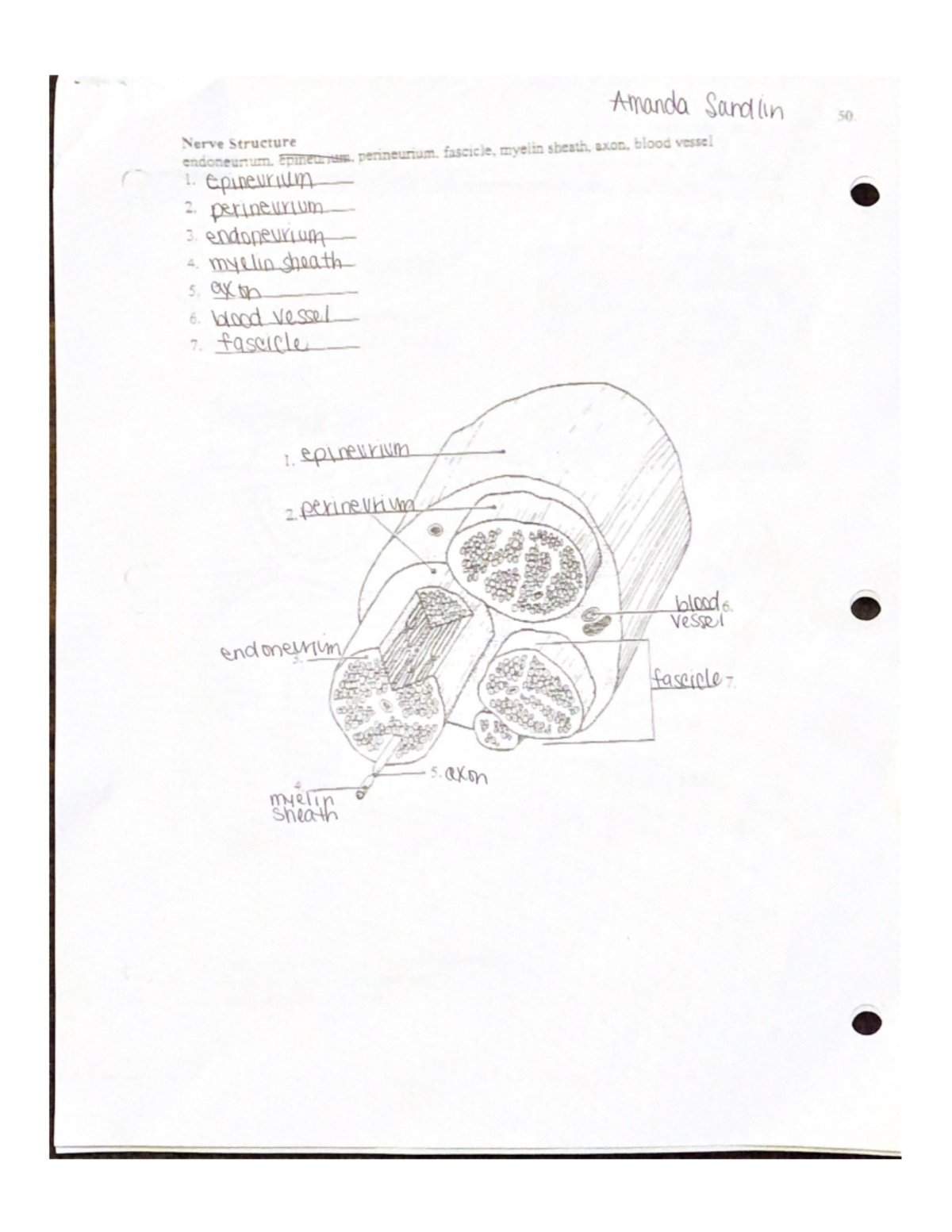 Nerve Structure endoneur um. Epineurm, perineurium. fascicle, myelin ...