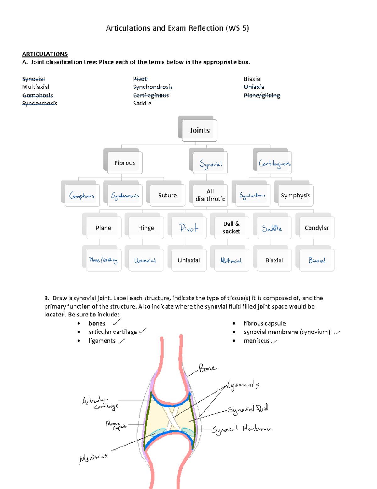 Joints/ Articulations - Articulations and Exam Reflection (WS 5 ...