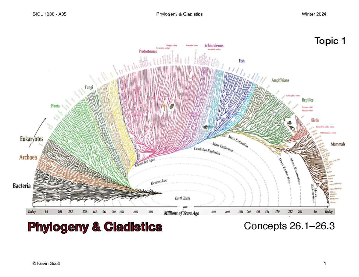 1030 Phylogeny handout - © Scott Concepts 26–26. Topic © Scott 2024 ...