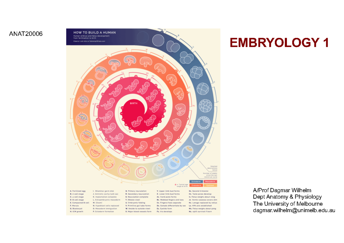 Week 1 lecture 2 embryology 1 - ANAT EMBRYOLOGY 1 A/Prof Dagmar Wilhelm ...