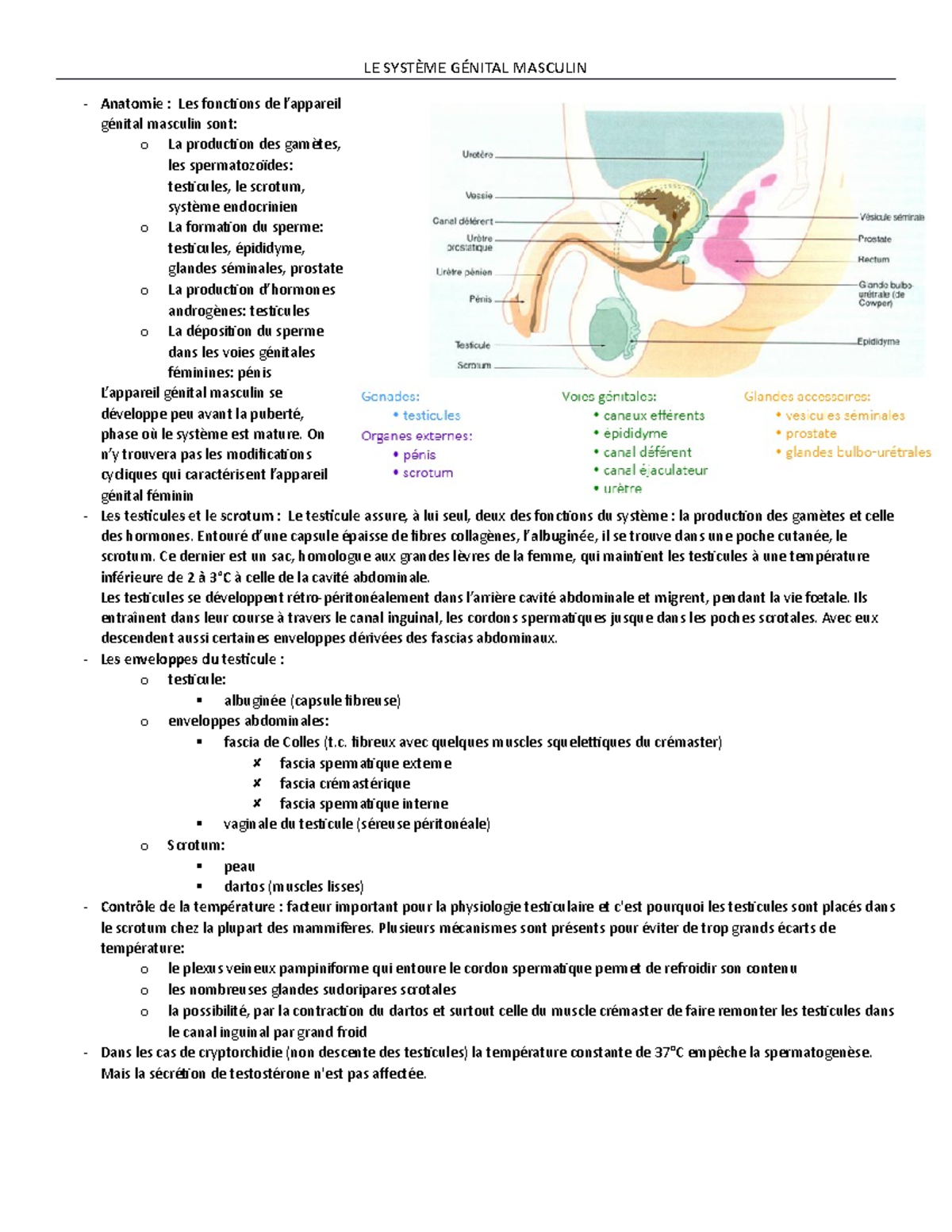 Syst. génital homme - LE SYSTÈME GÉNITAL MASCULIN Anatomie : Les ...