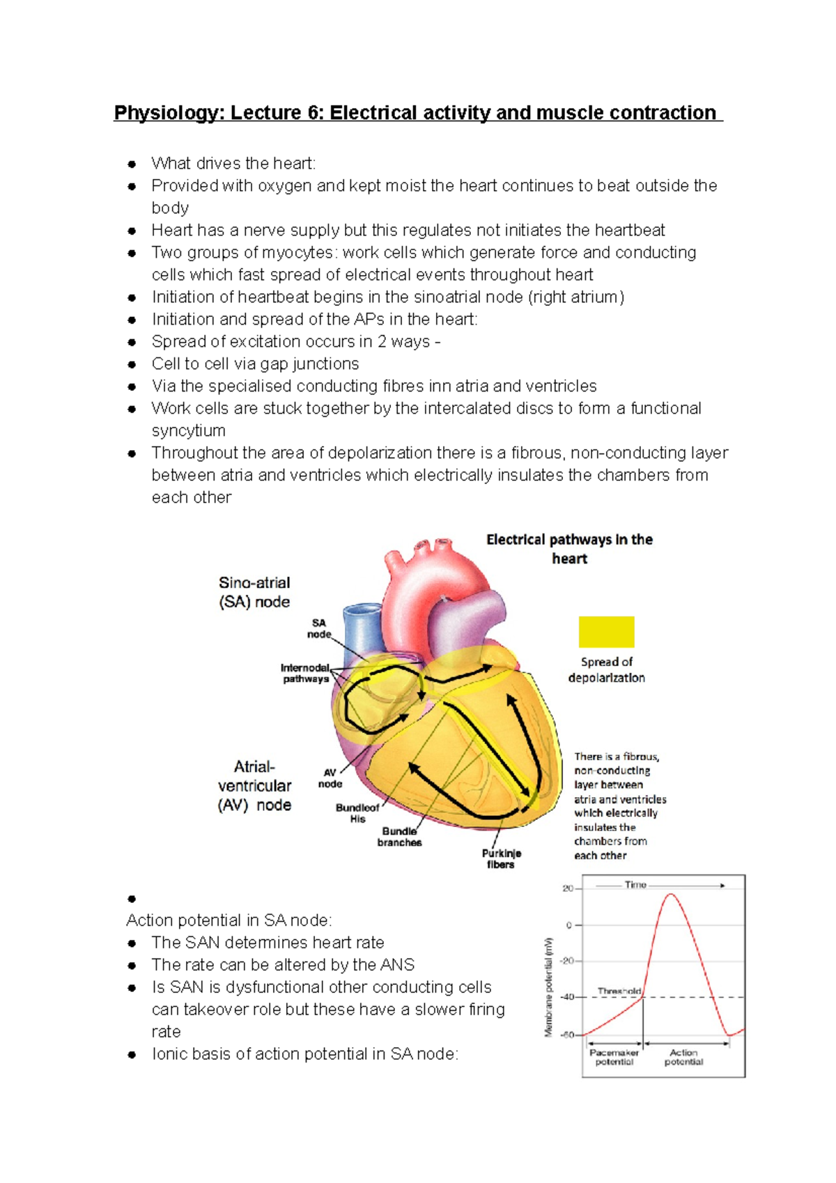 Physiology Lecture 6 Electrical activity and muscle contraction ...