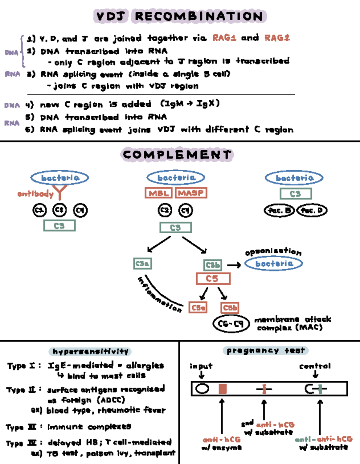 Microbiology Review - VDJ RECOMBINATION ####### 1) v.D J are joined ...