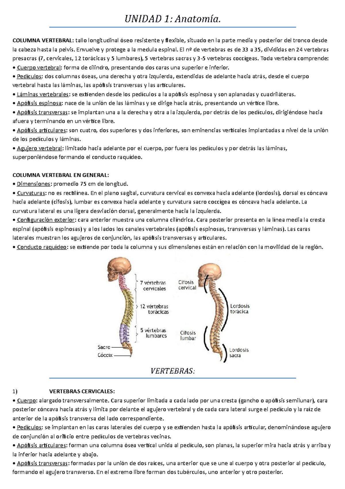 Up1 - Anatomía (Columna vertebral) - UNIDAD 1: Anatomía. COLUMNA ...