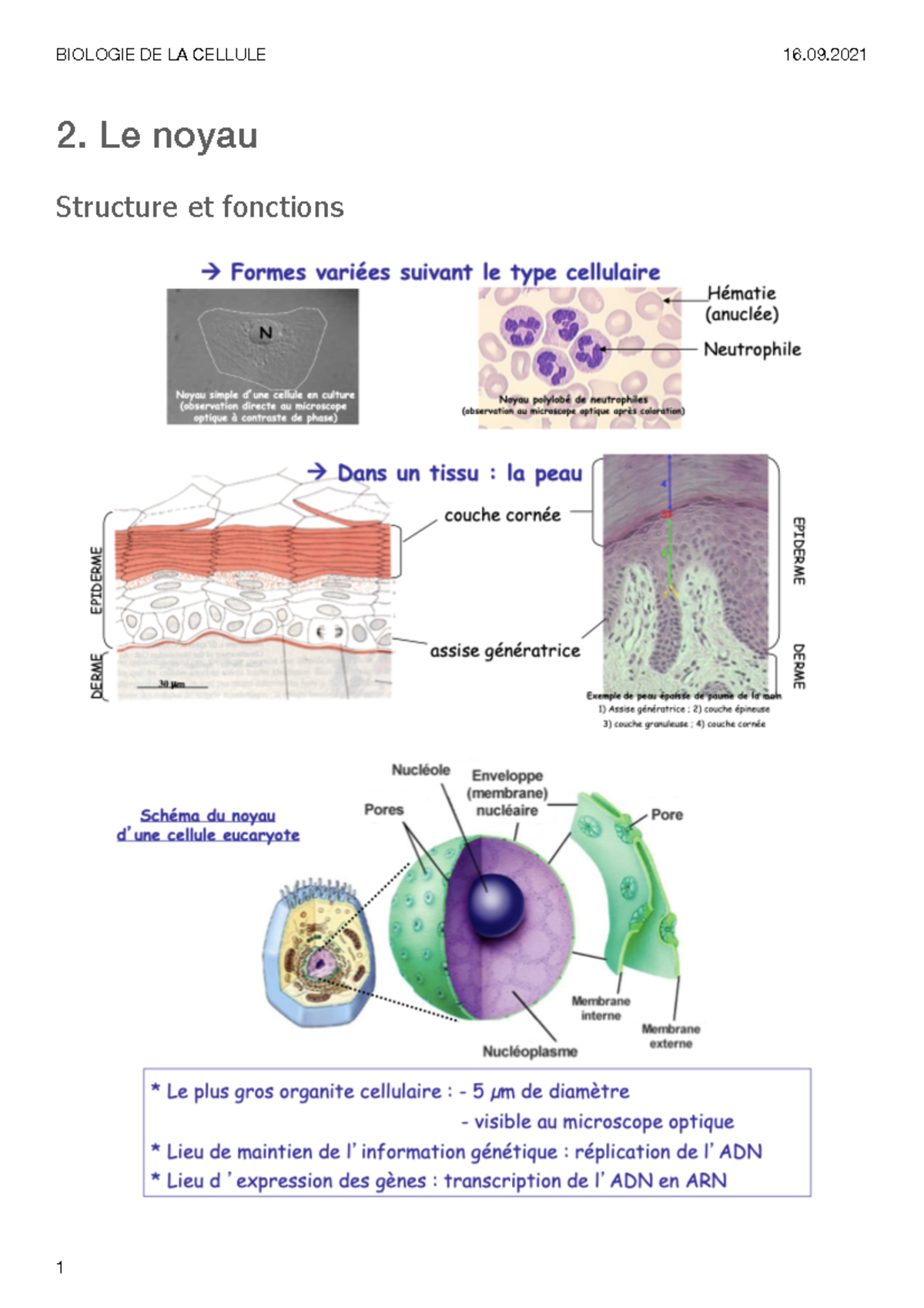 2. le noyau - Biologie de la cellule 1 - UPS - StuDocu