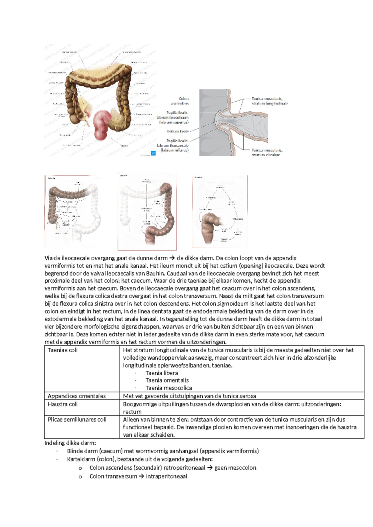 Anatomie en fysiologie colon - Via de ileocaecale overgang gaat de ...