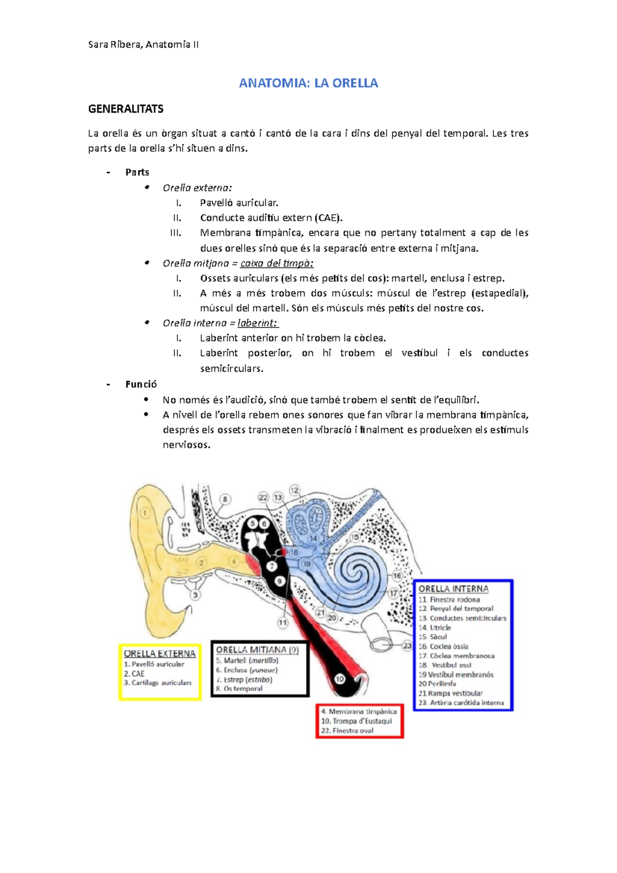 Orella - Sara Ribera, Anatomia II ANATOMIA: LA ORELLA GENERALITATS La ...