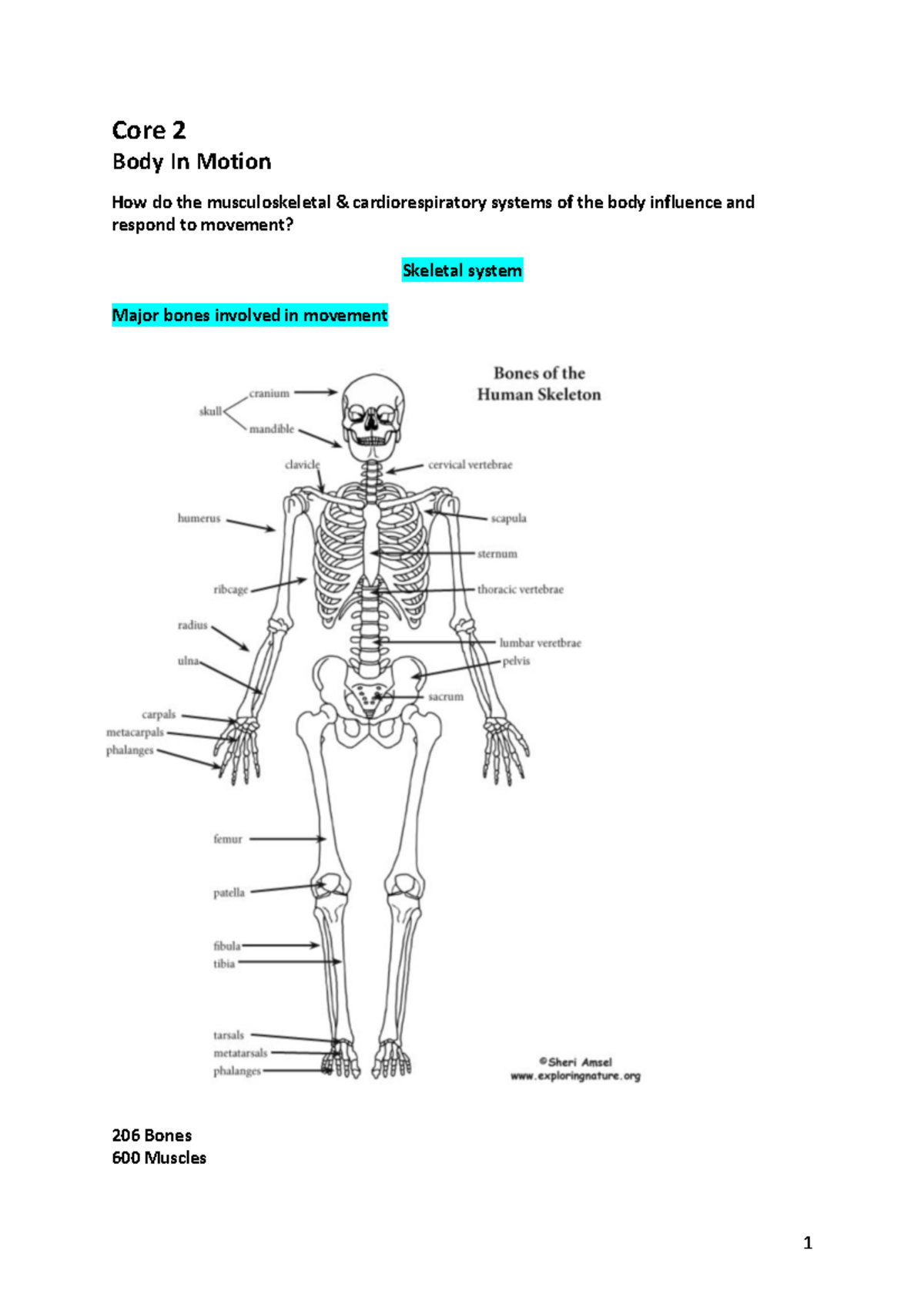 PDH Core 2 Prelim Notes - Core 2 Body In Motion How do the ...