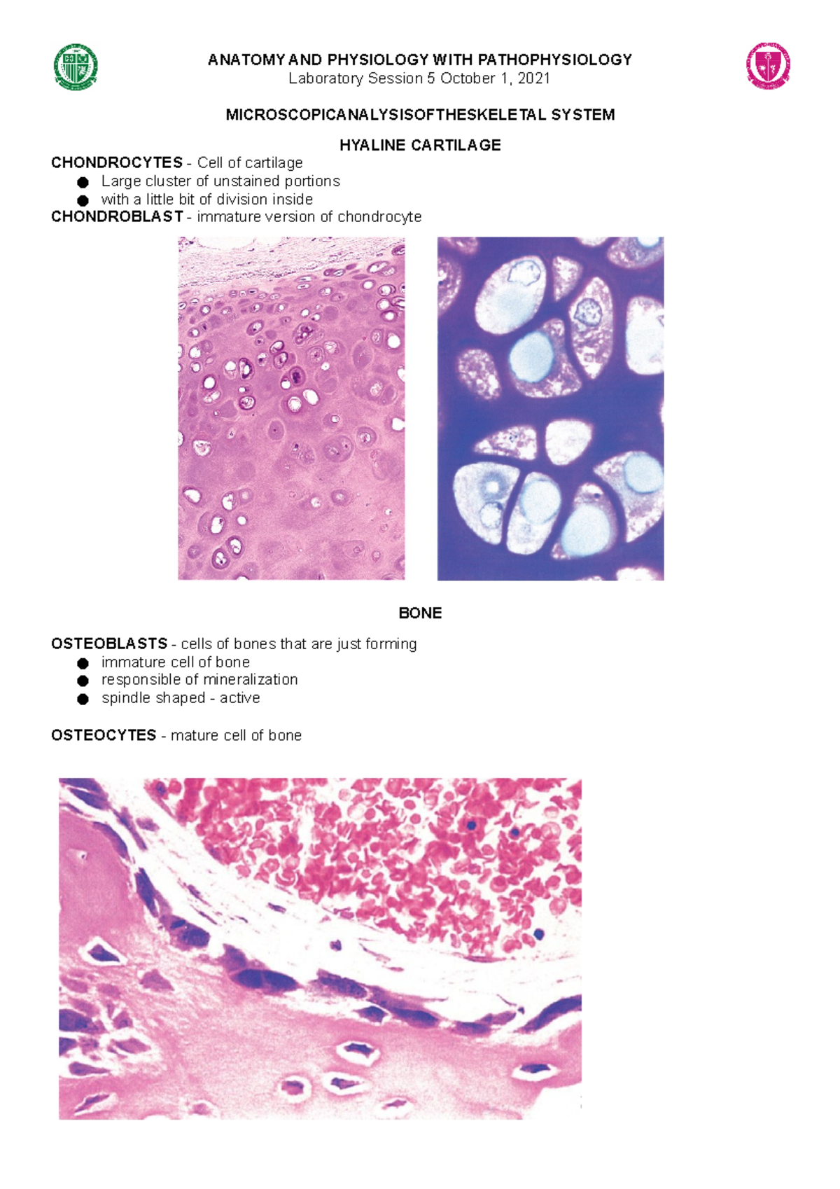Microscopic Analysis of Skeletal System - ANATOMY AND PHYSIOLOGY WITH ...