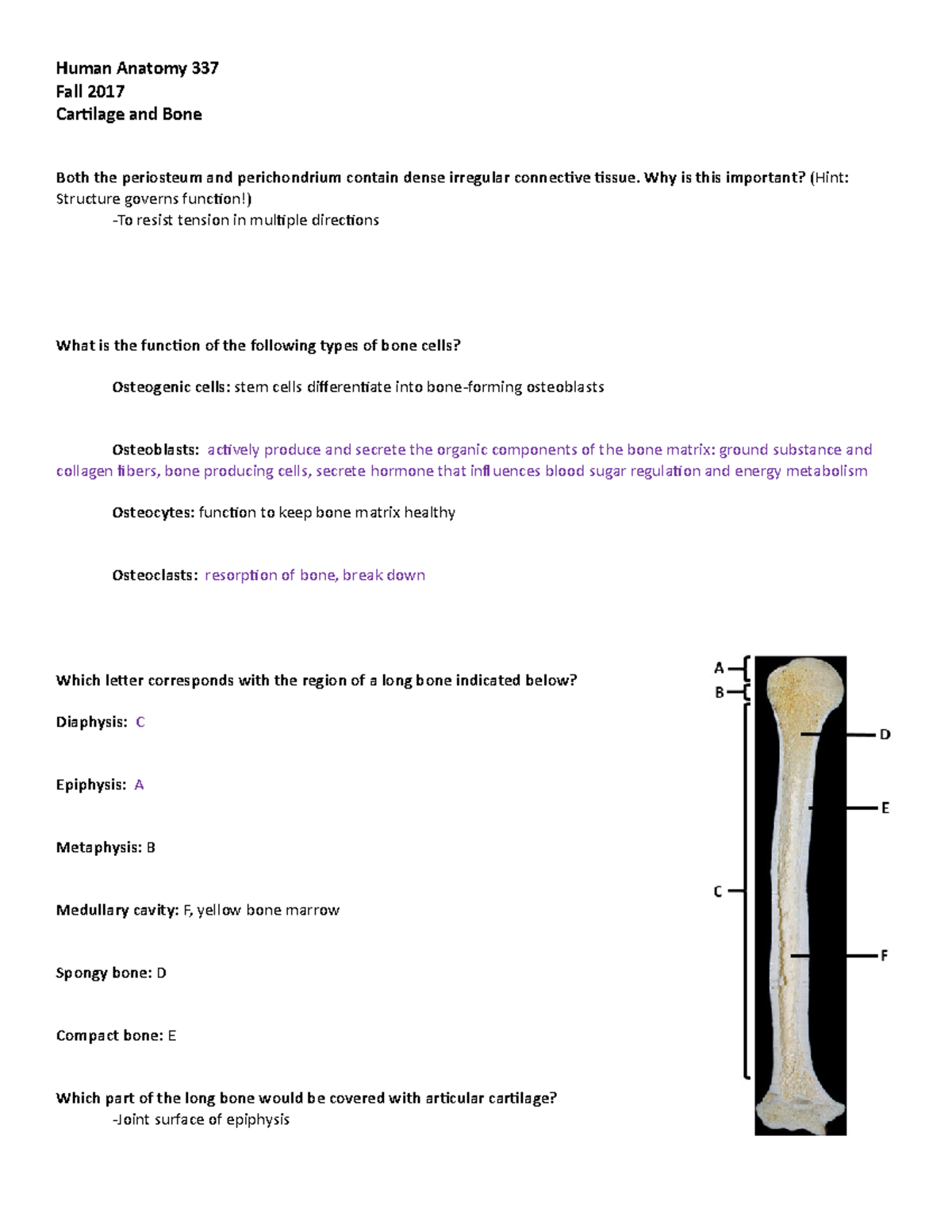 Cartilage and Bone Worksheet - Human Anatomy 337 Fall 2017 Cartilage ...