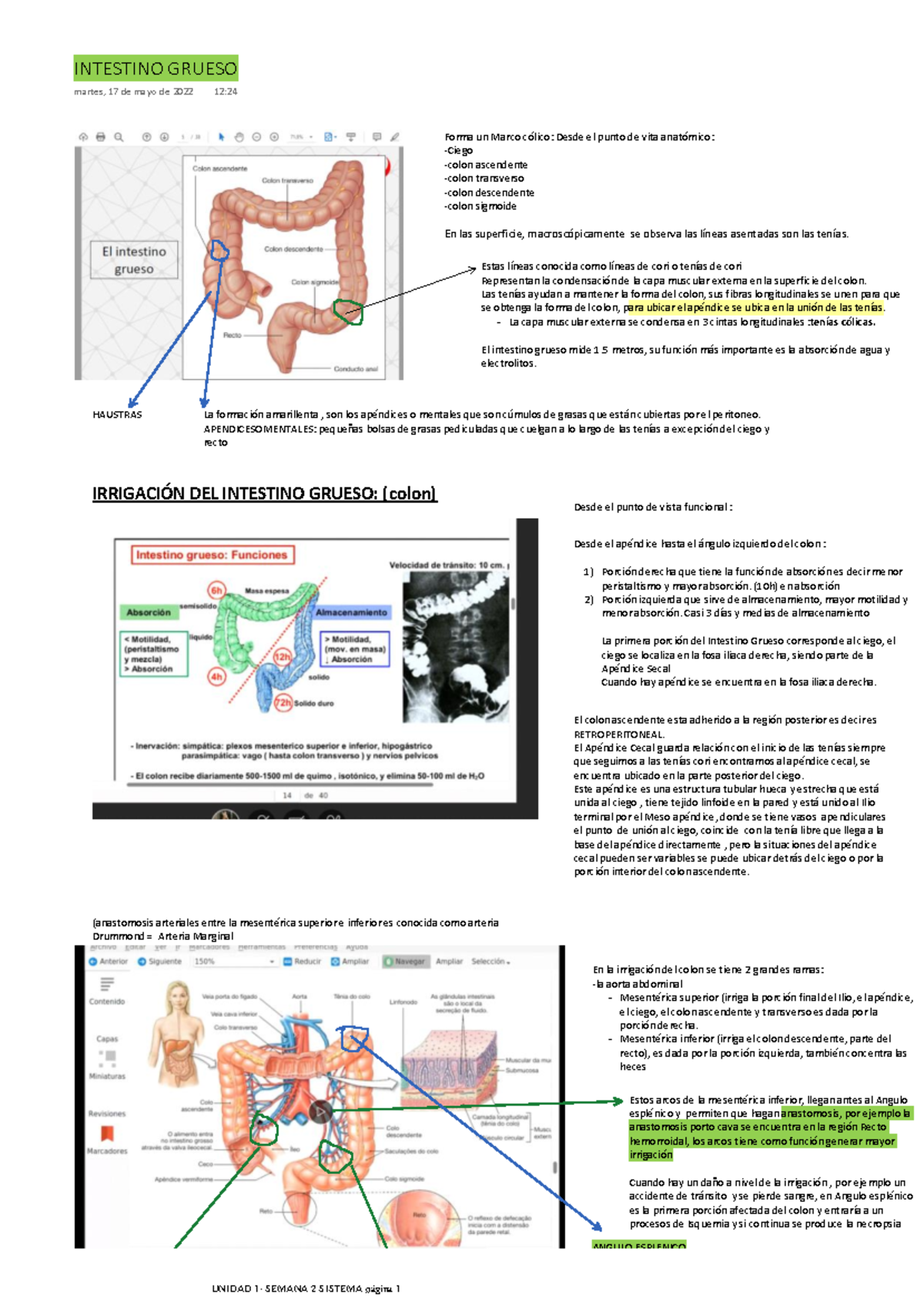 Intestino Grueso - Forma un Marco cólico: Desde el punto de vita ...