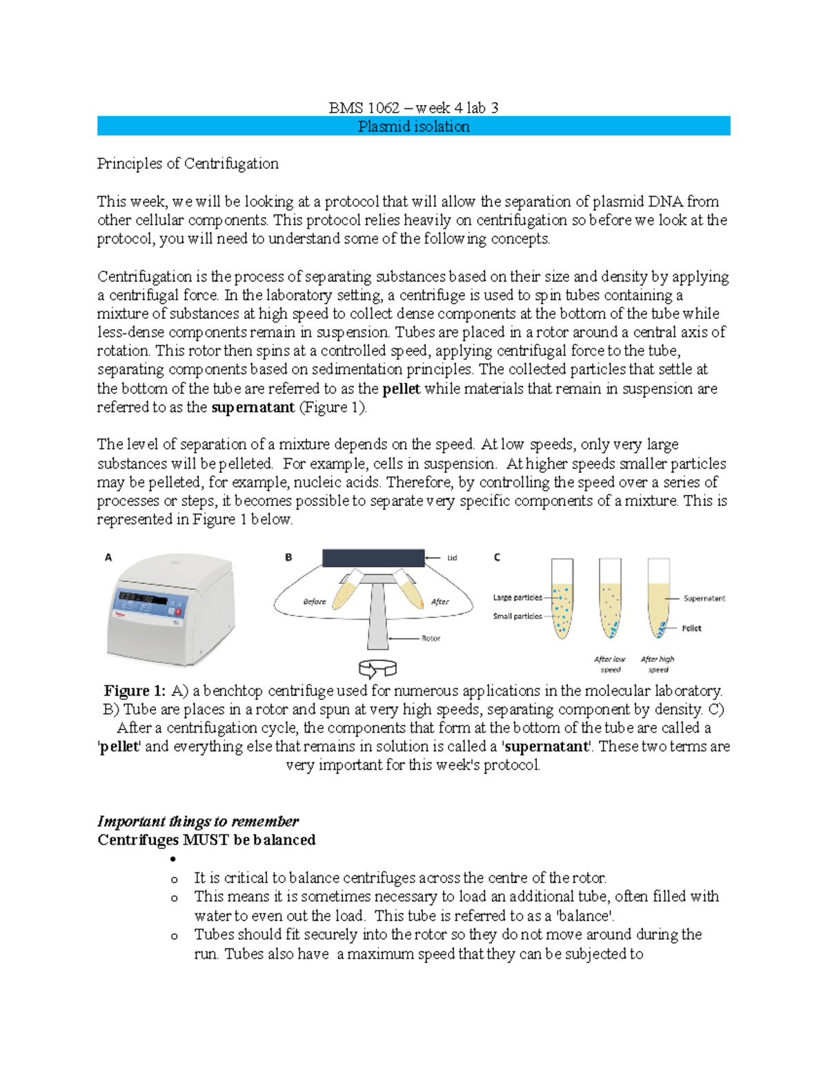 BMS 1062 – week 4 lab 3 - BMS 1062 – week 4 lab 3 - BMS 1062 – week 4 lab 3 Plasmid isolation ...
