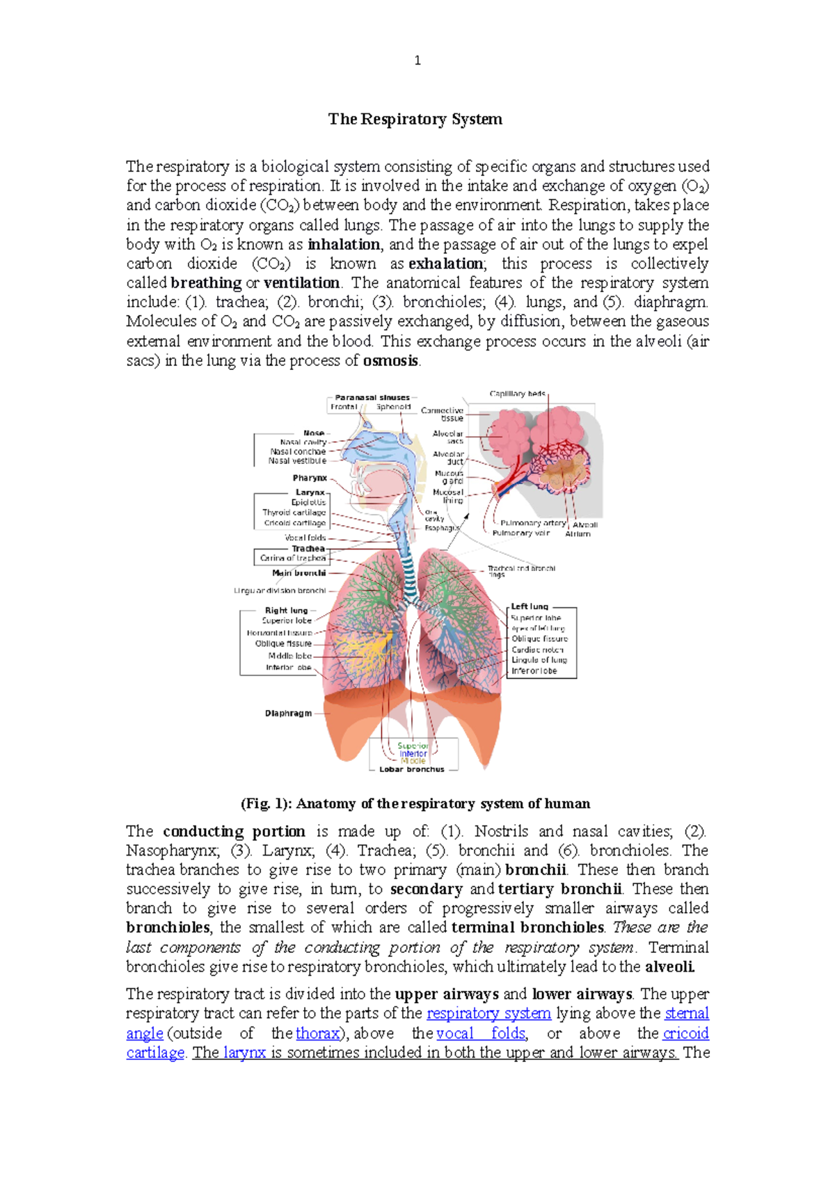 Resp system notes anatomy and physiology - The Respiratory System The ...