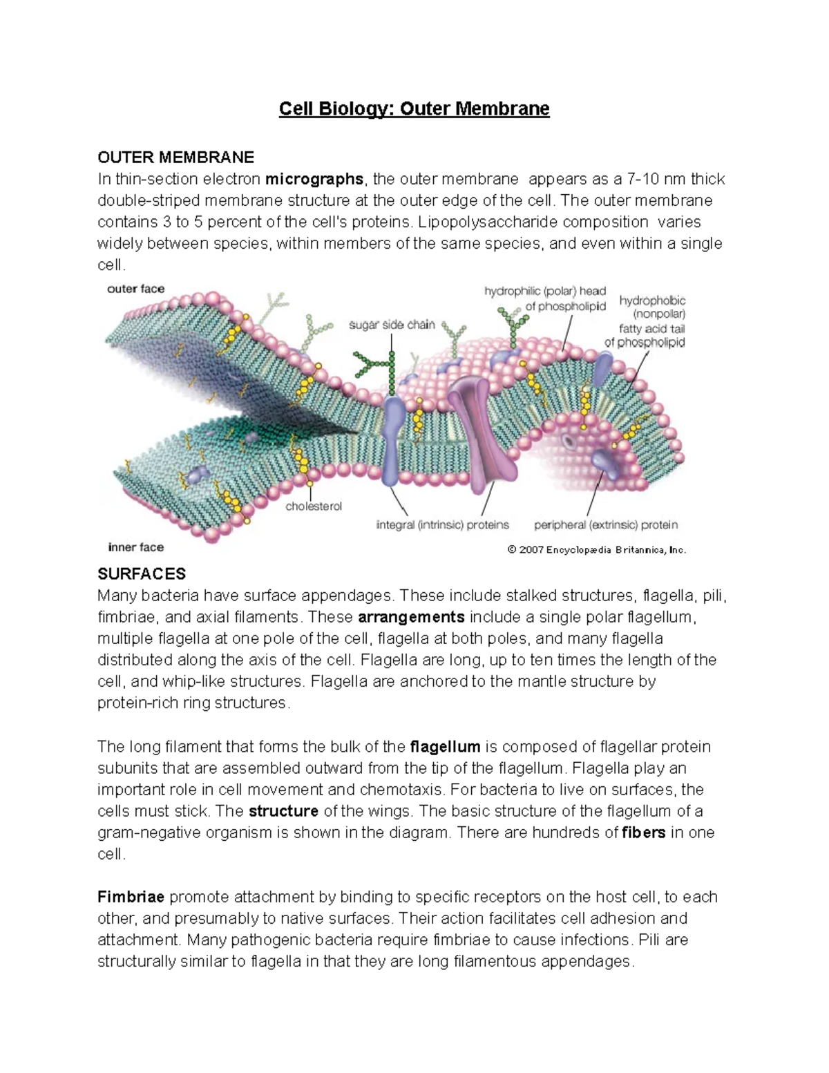Cell Biology Outer Membrane - Cell Biology: Outer Membrane OUTER ...