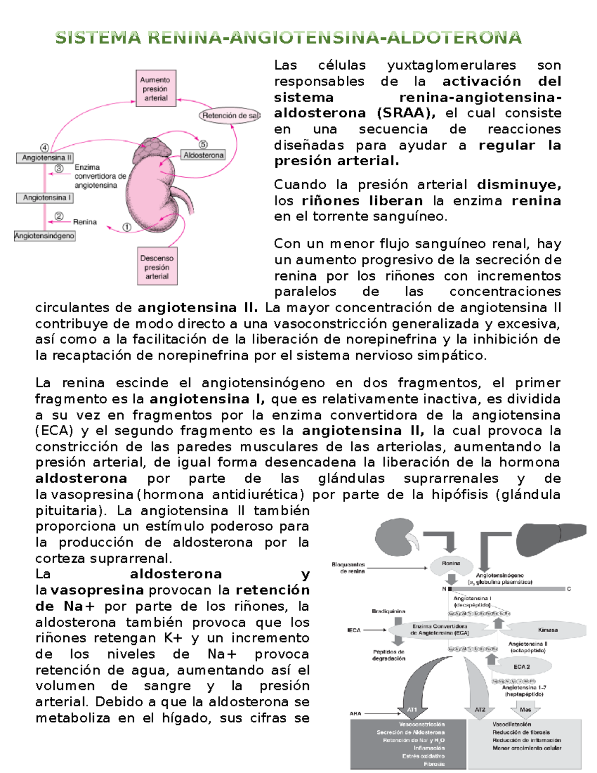 El sistema renina - Resumen SRAA - Guyton e Hall - Fisiologia medica 13 ...