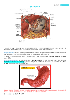 Sistema Respiratório - Netter - Imagens anatomia - Anatomia - SISTEMA ...