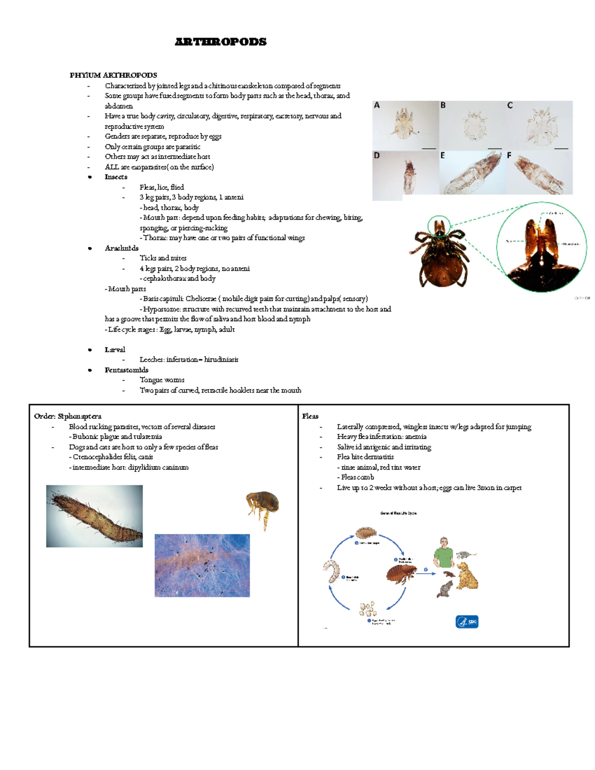Arthropods w/ Pictures - PHYlUM ARTHROPODS - Characterized by jointed ...