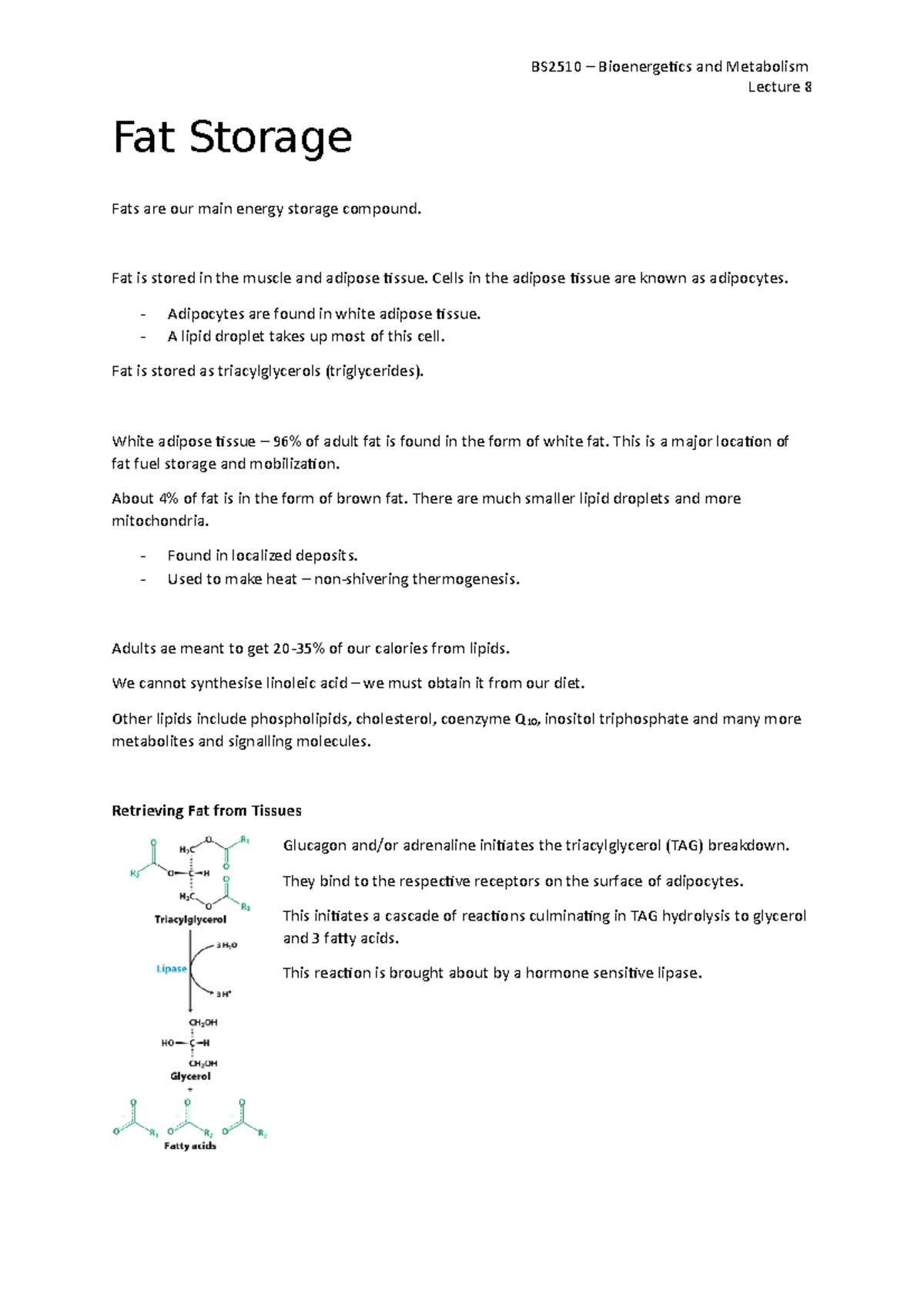 8 - Fat Storage - Lecture notes 8 - BS2510 – Bioenergeics and ...