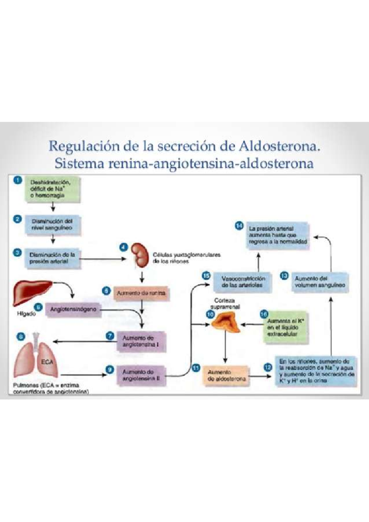 Regulación de la secreción de Aldosterona - Sistema 1 Deshirtración ...
