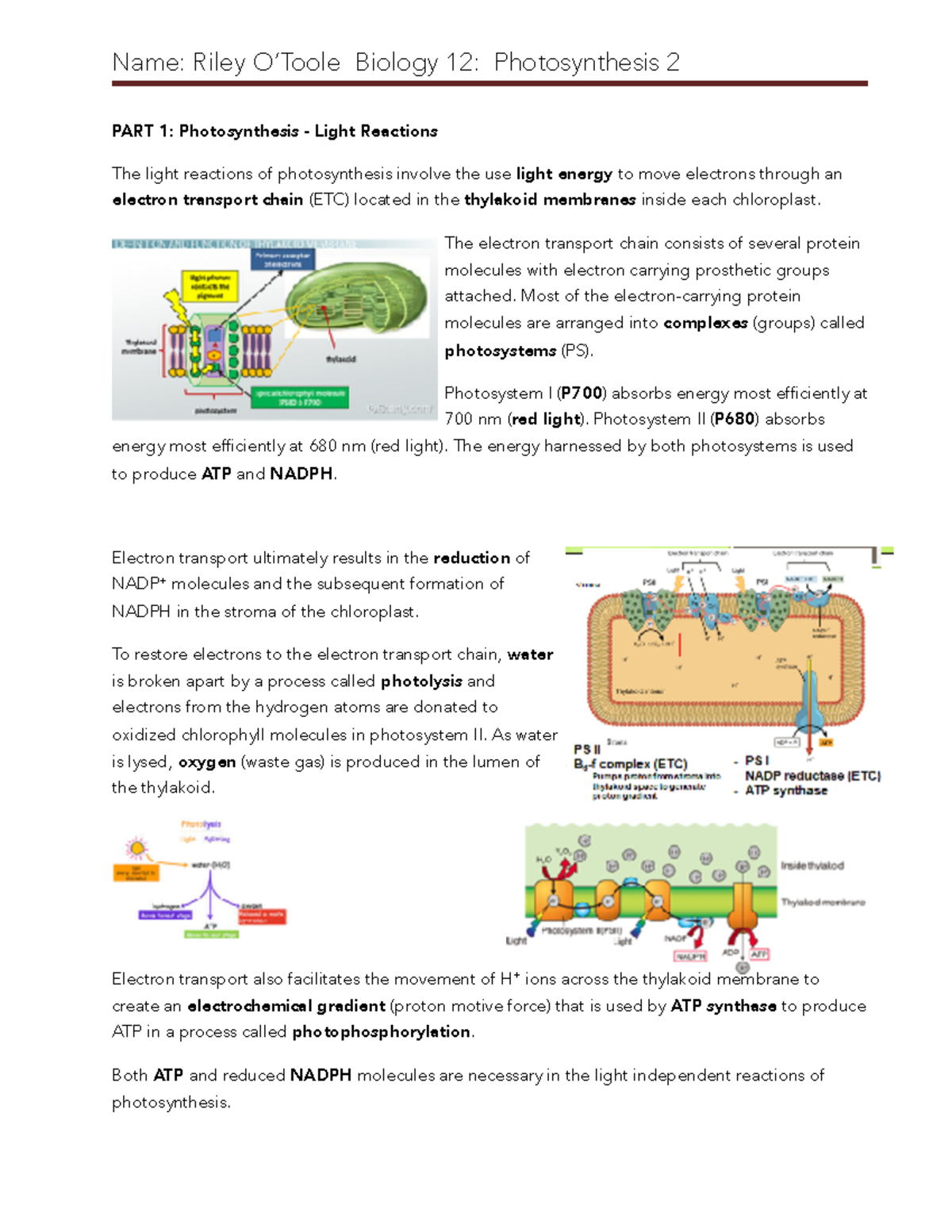 2019 Photosynthesis Lesson 2 Student note - Name: Riley O’Toole Biology ...