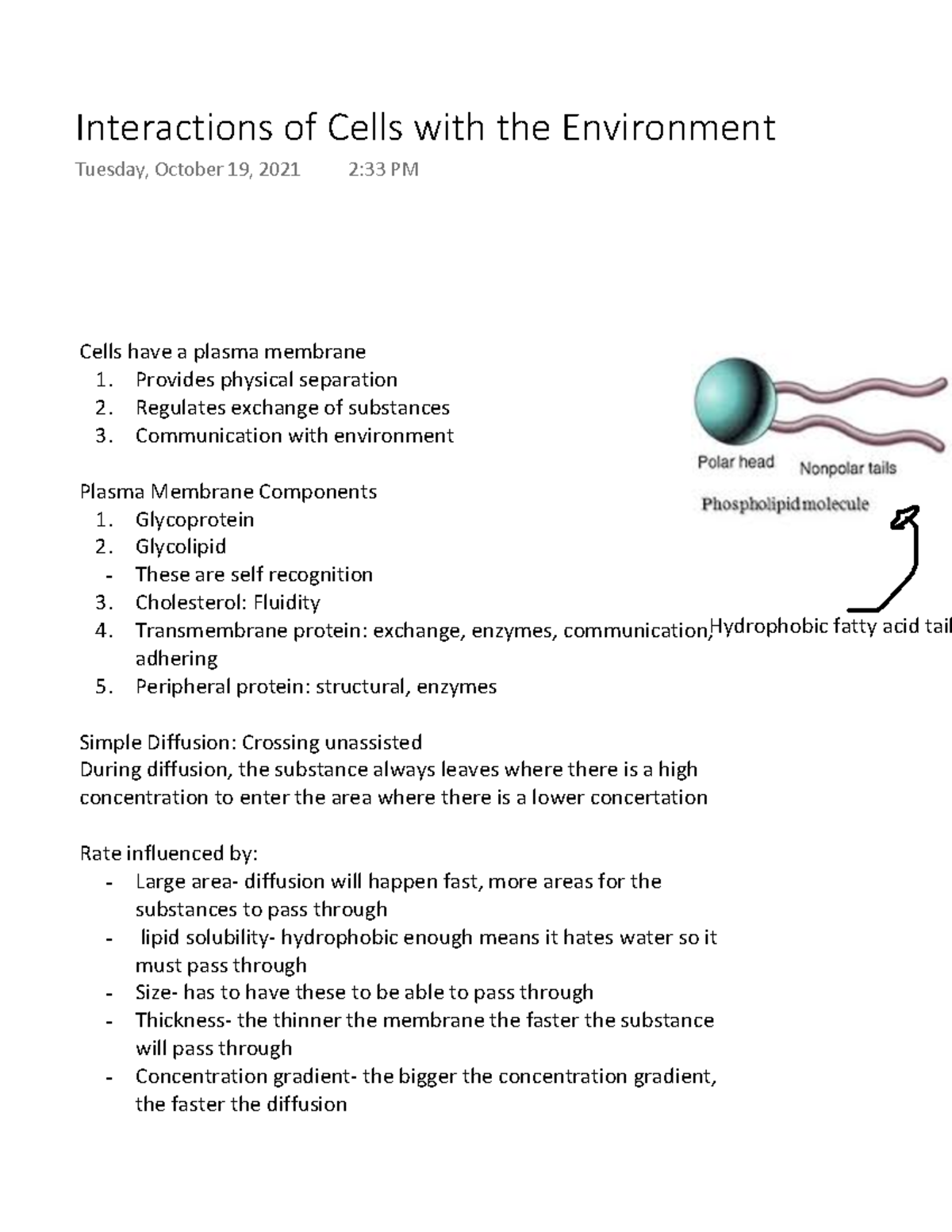 Week 2 Review - Plasma Membrane Components - Cells have a plasma ...