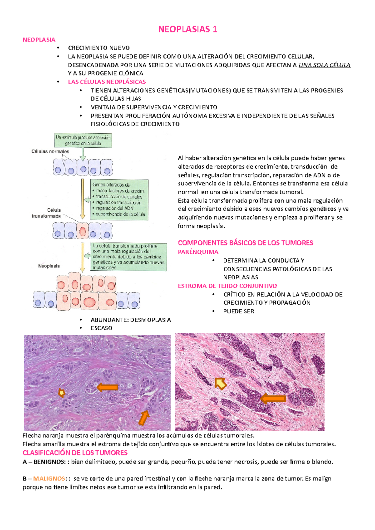 Neoplasias 1 - NEOPLASIAS 1 NEOPLASIA • CRECIMIENTO NUEVO • LA NEOPLASIA SE PUEDE DEFINIR COMO ...
