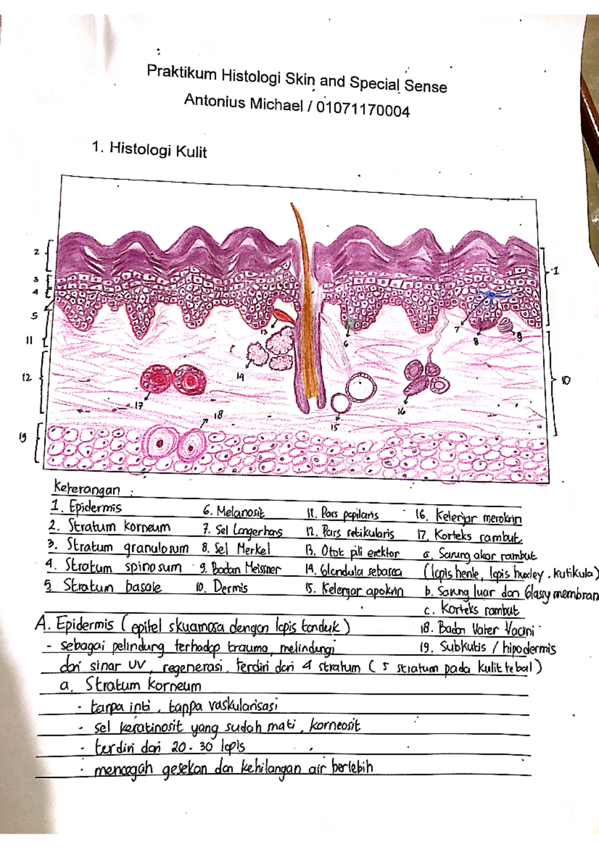 Assignment Block SSS Histology - Skin and Special Sense - Studocu
