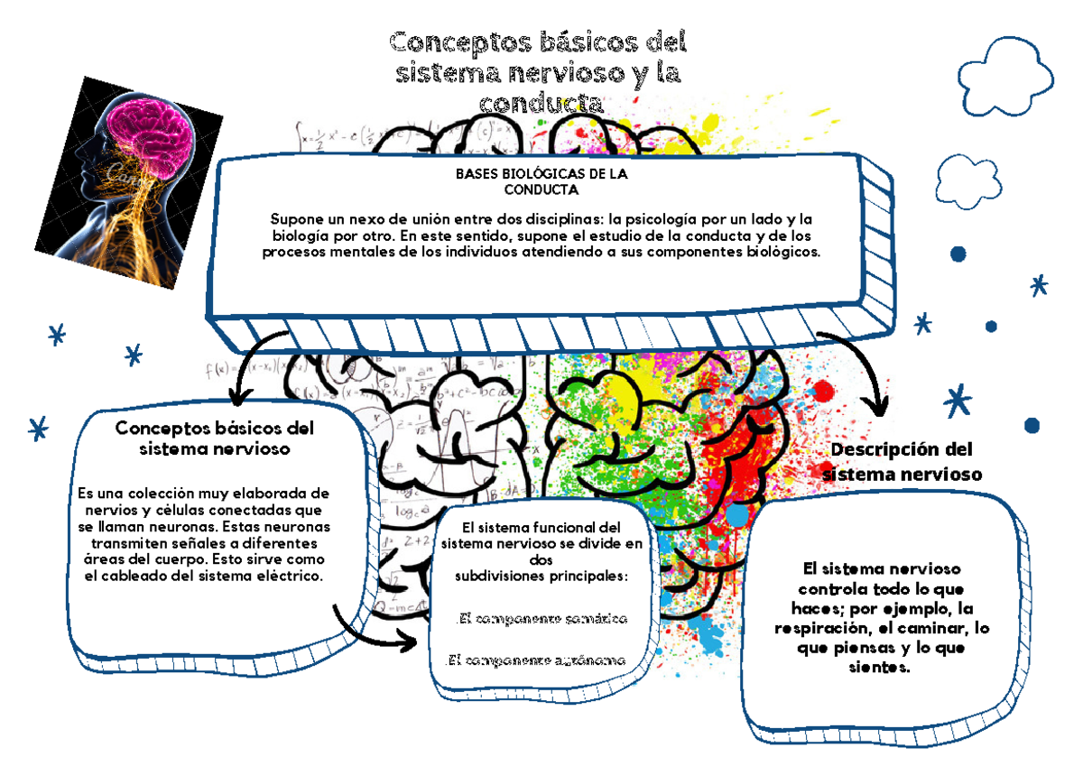 S02 - bases biologicas del comportamiento s02 - Conceptos básicos del sistema nervioso Conceptos ...