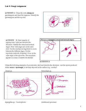 Lab 7 - lab - Porifera Activity 2. View a prepared slide of Grantia ...