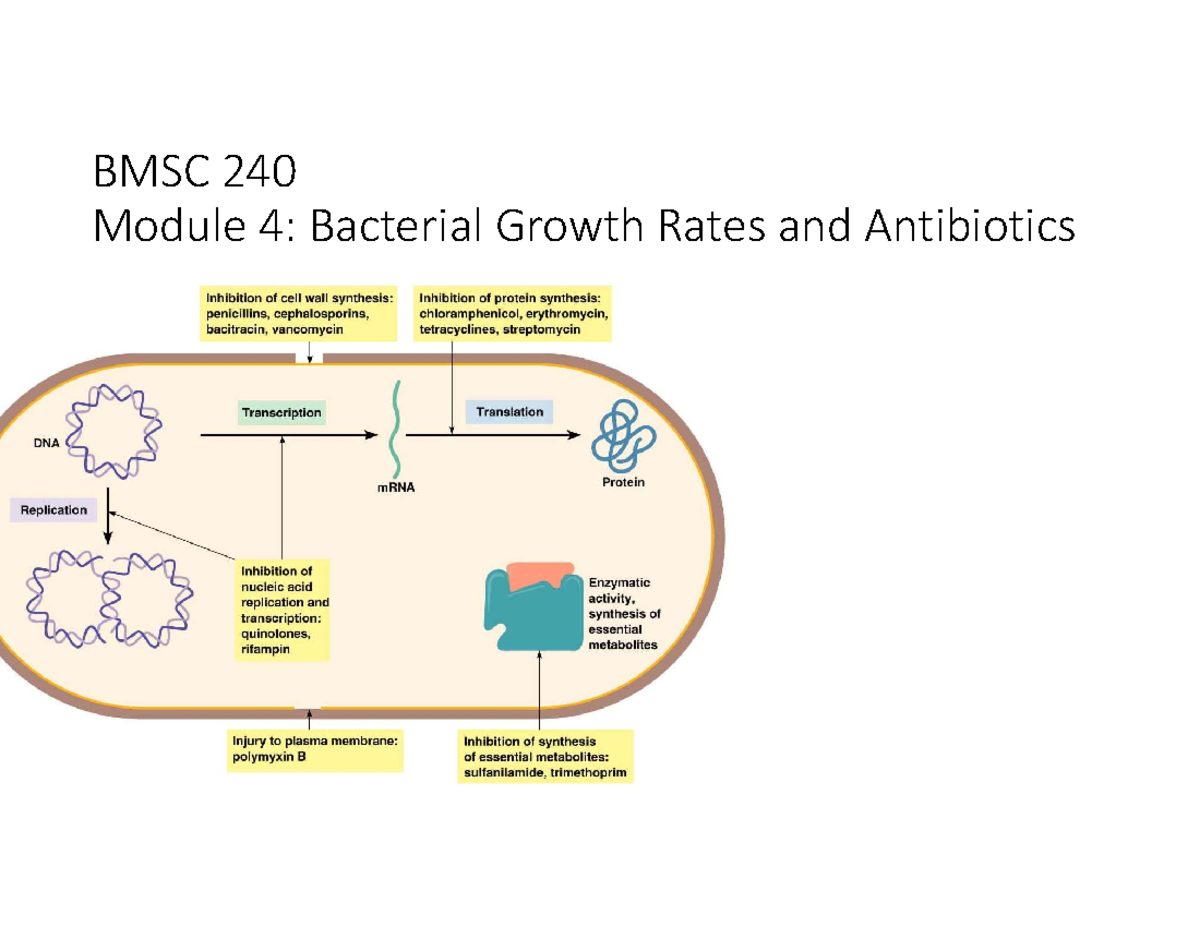 240 L9 done - bv v - BMSC 240 Module 4: Bacterial Growth Rates and ...