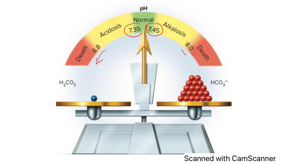 Acid Base Balance - Physiology - Studocu