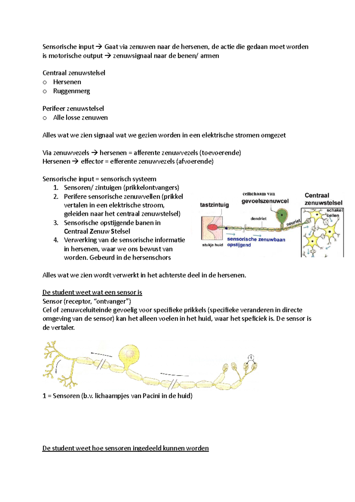Anatomie Fysiologie Pathologie Zintuigen - Sensorische input Gaat via ...