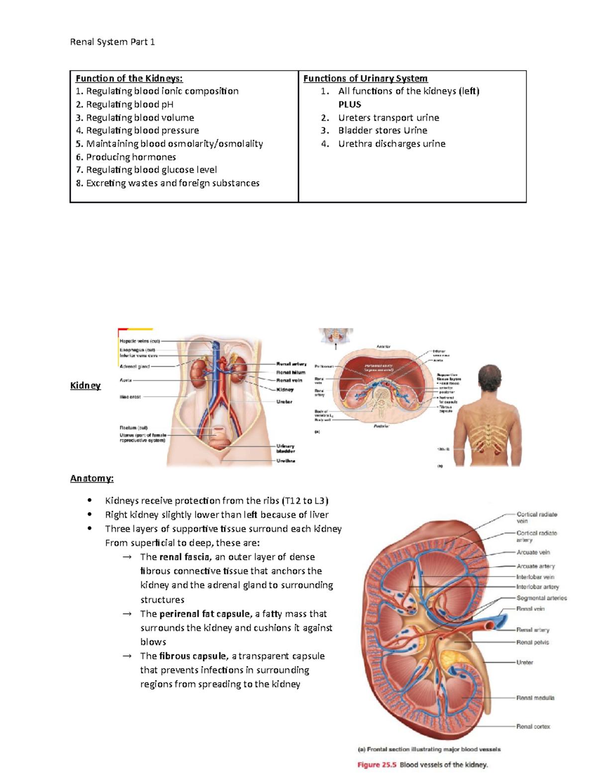 Kidneys Part 1 - lecture notes with notes from required readings ...
