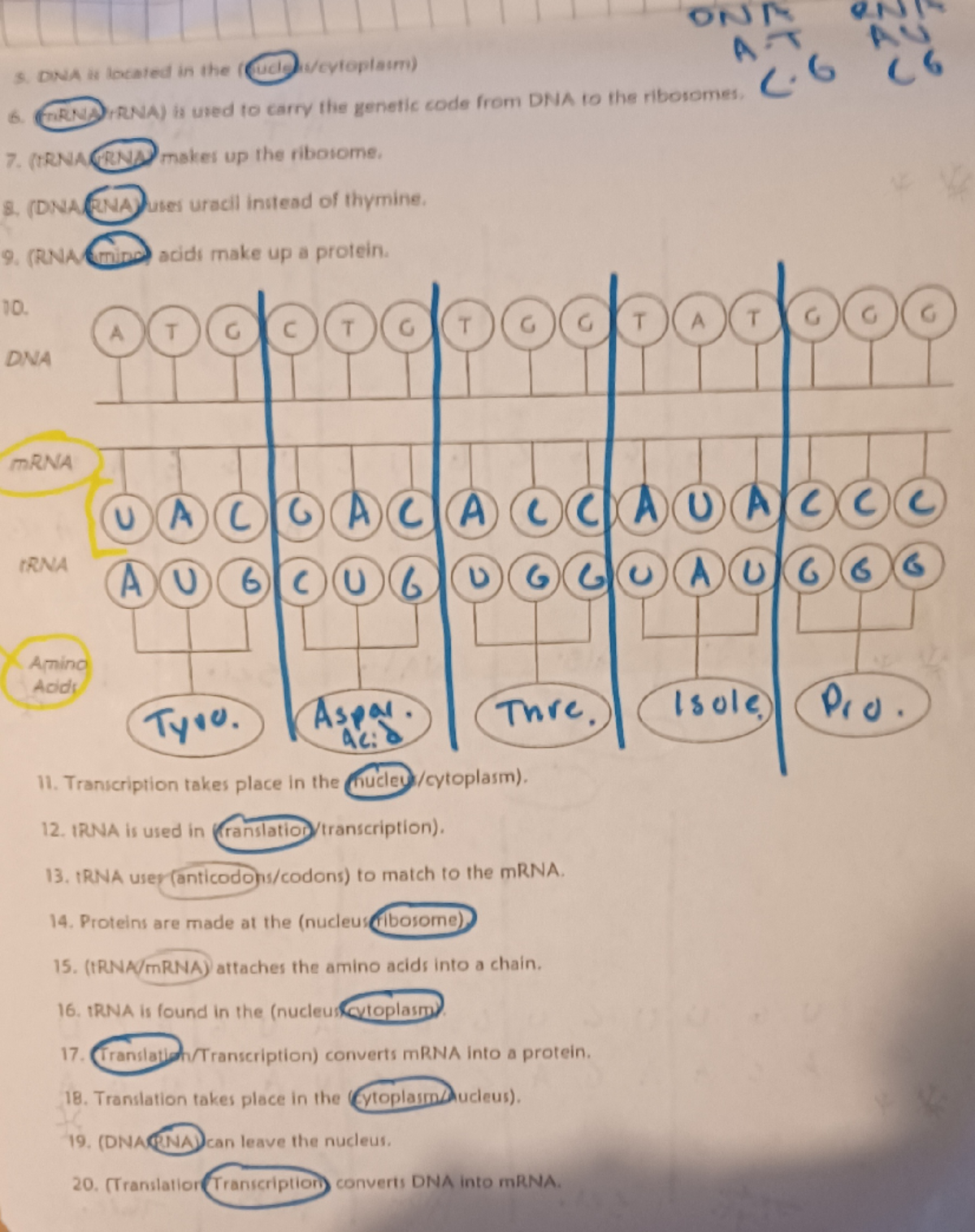 Protein Synthesis Worksheet - Studocu