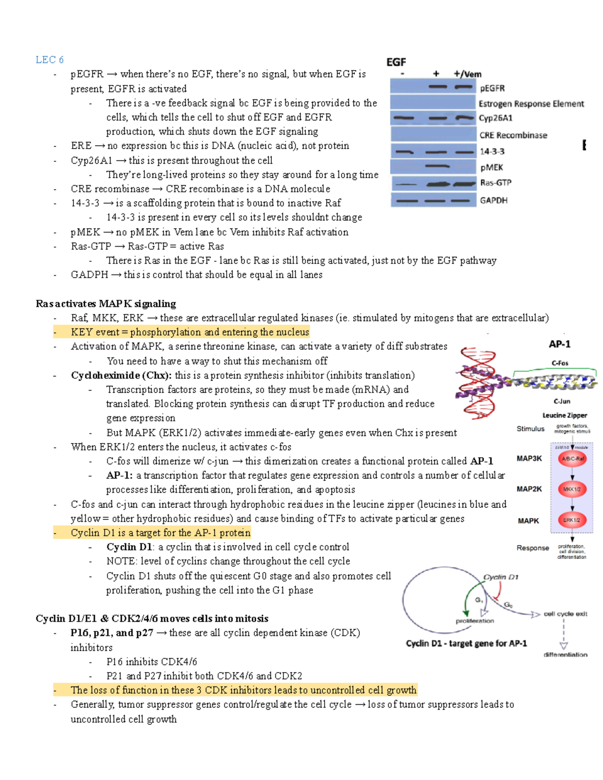 LEC 6 - lec 6 summary notes - LEC 6 pEGFR → when there’s no EGF, there ...