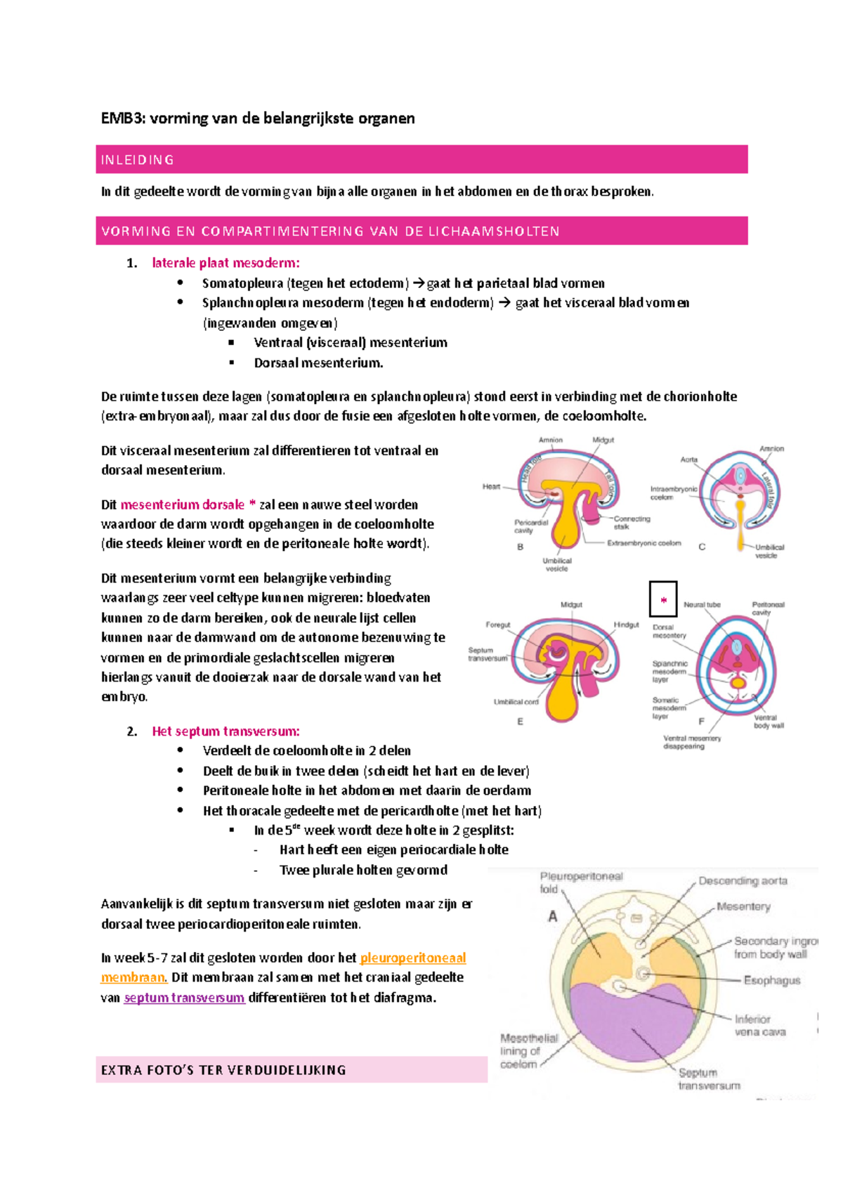 EMB3 samenvatting - EMB3: vorming van de belangrijkste organen INLEIDING In dit gedeelte wordt ...