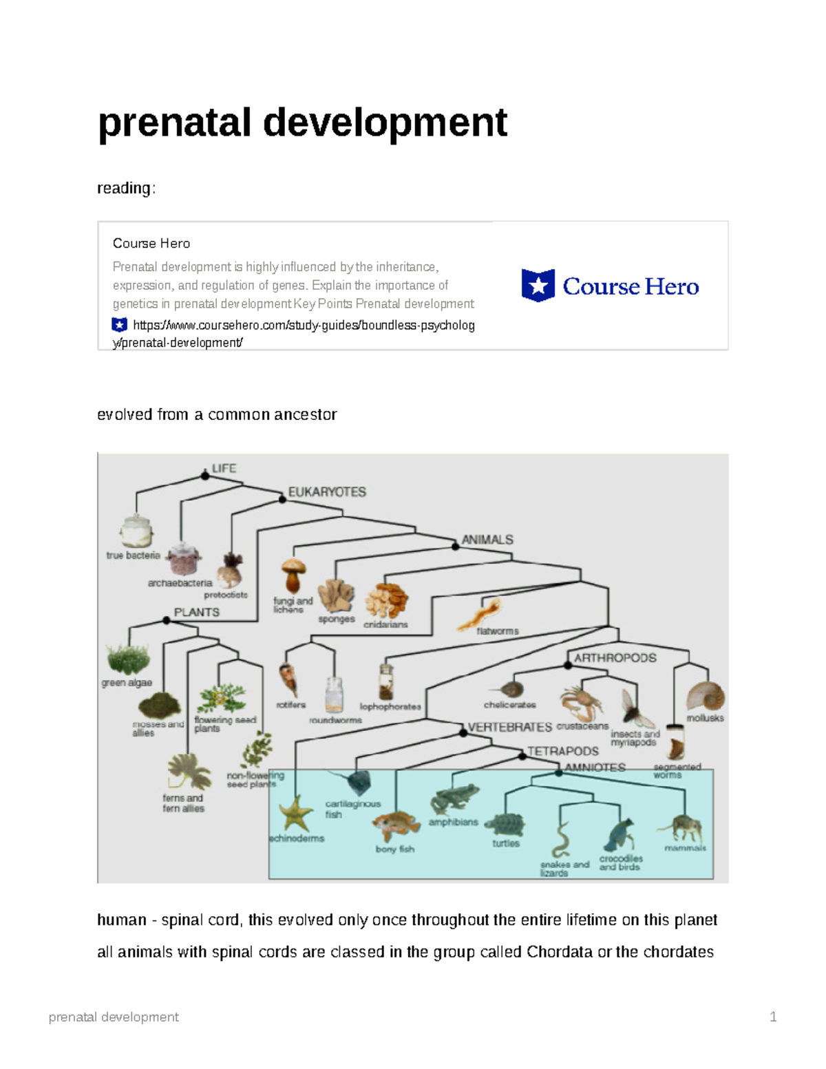 Prenatal development - Hope this helps :) - prenatal development ...