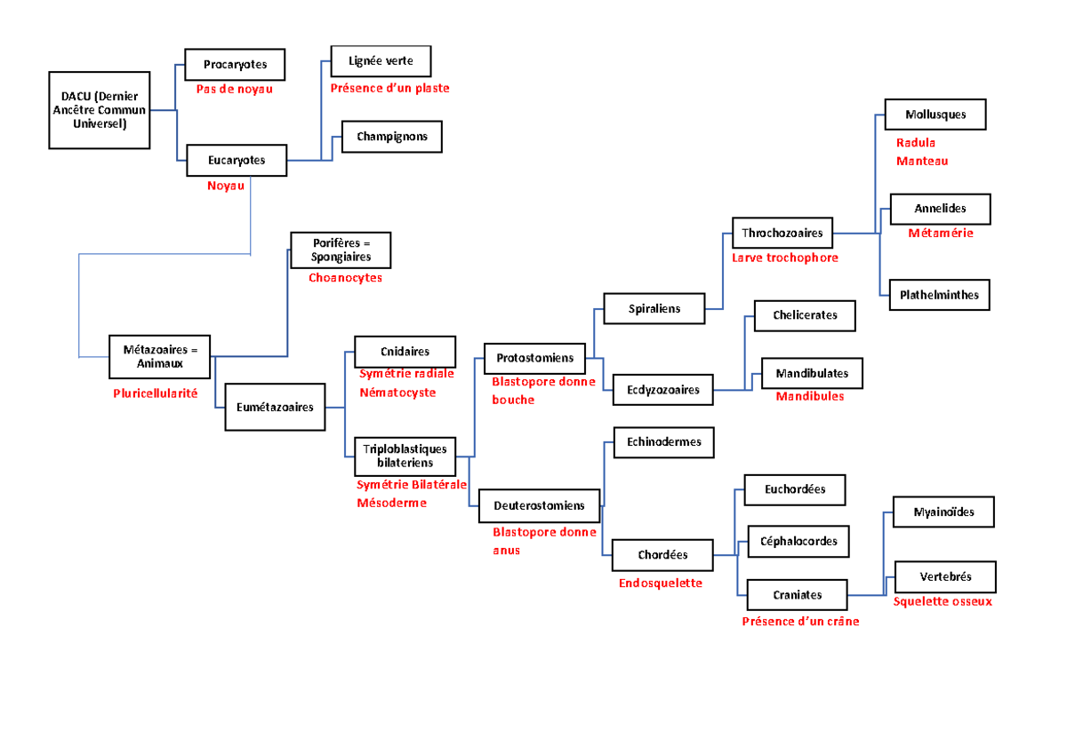 Arbre Phylo-Synapo - Résumé diversité du vivant - DACU (Dernier Ancêtre ...