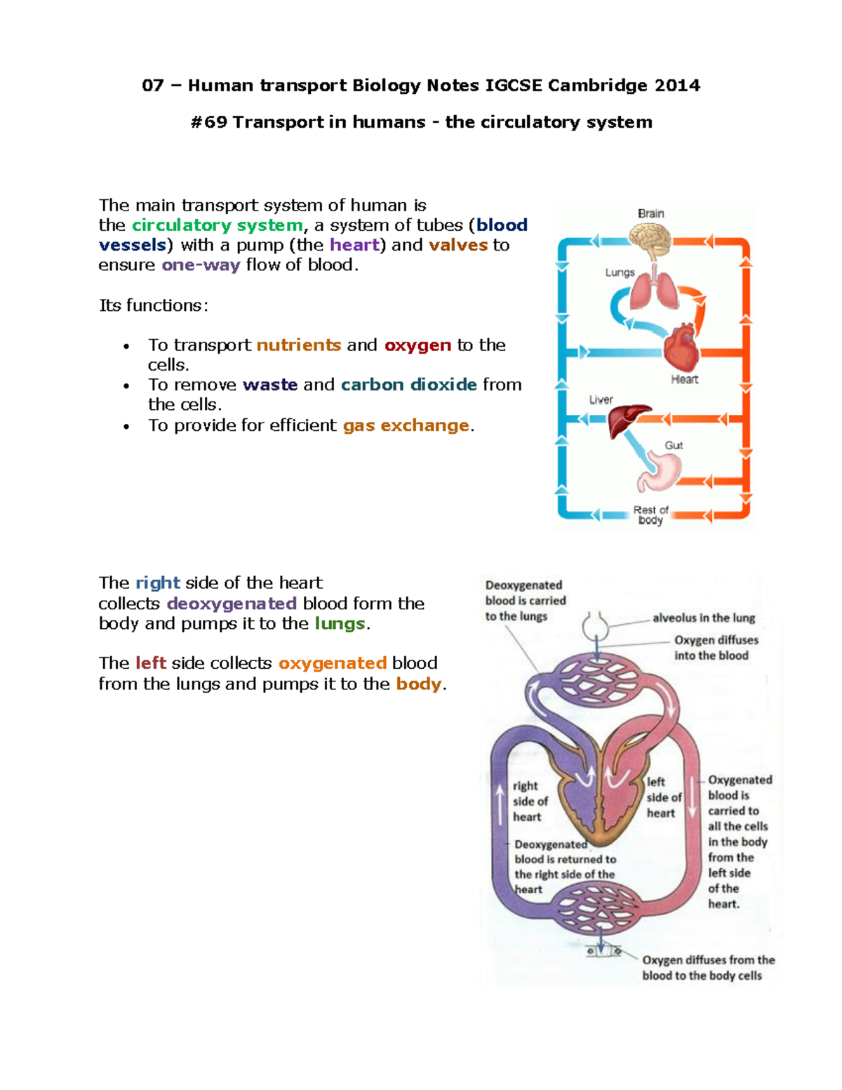 Human Transport Biology Notes - Its functions: To transport nutrients ...