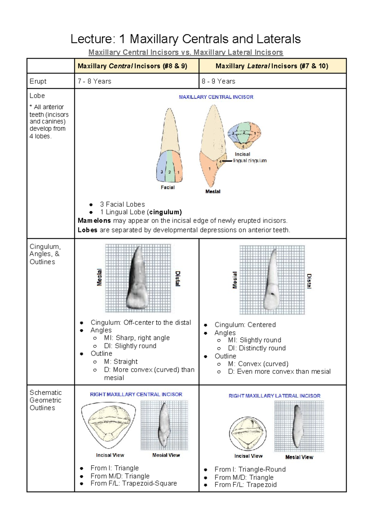 Maxillary Incisors Dental Anatomy - Lecture: 1 Maxillary Centrals and ...
