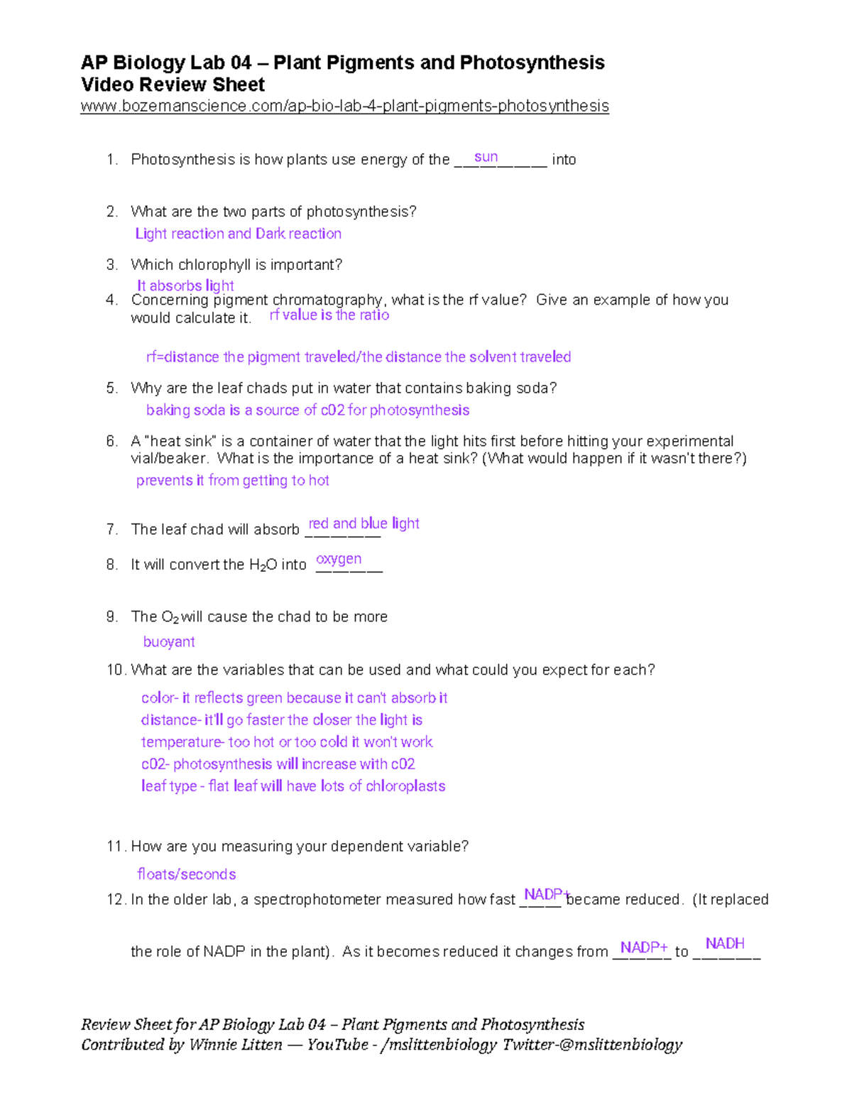 Kami Export - Elijah Kay - Bozeman plant pigments photosynthesis lab ...