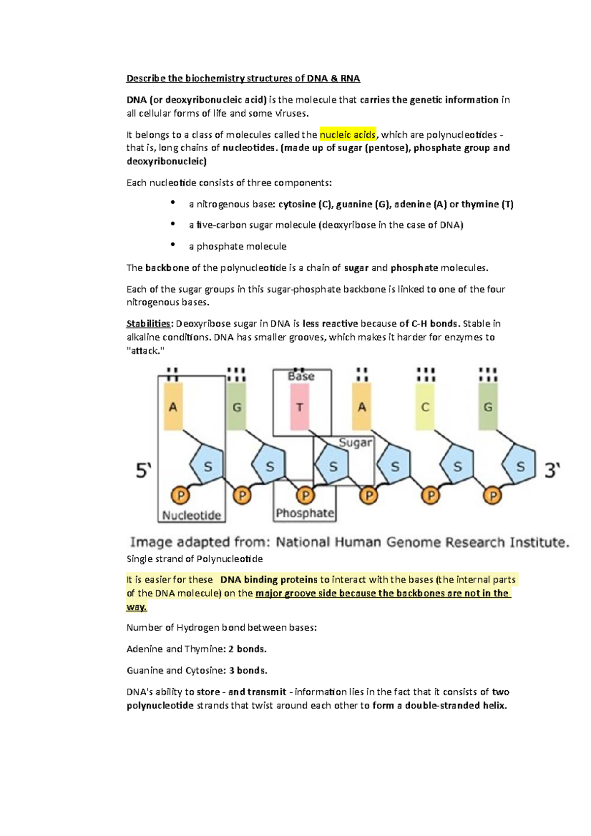 Describe the biochemistry structures of DNA - It belongs to a class of ...